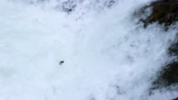 Valley, waterfall, rock, jumping Sharp-snouted lenok, Freshwater fish ...