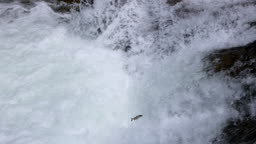Valley, waterfall, rock, jumping Sharp-snouted lenok, Freshwater fish ...