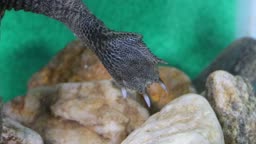 Chinese pond turtle(Mauremys reevesii) webbed feet / Gwangju-si ...