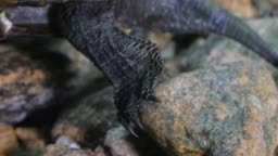 Chinese pond turtle(Mauremys reevesii) webbed feet / Gwangju-si ...