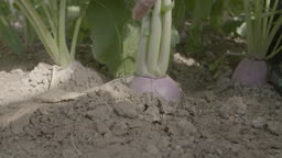 Pulling out Turnip / South Korea (KC230280) - 게티이미지뱅크