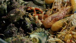 Top Shell, Red-banded Lobster / Jeju-do, South Korea (KC230428) - 게티이미지뱅크