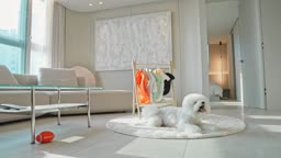 DINKWAD - Dog sitting on rug in living room of apartment / South Korea ...