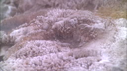 Volcanic activity, steaming and boiling water / Kamchatka Peninsula ...