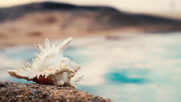 Summer Beach - Conch Shell on rock in beach at sundown / South Korea ...