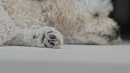 Poodle taking nap in living room and foot of Poodle / South Korea ...