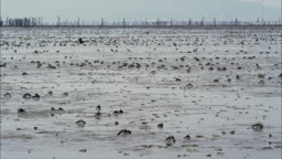 Jeollanam-do, Suncheon-si, Suncheon Bay Wetland Reserve, Mudflat ...